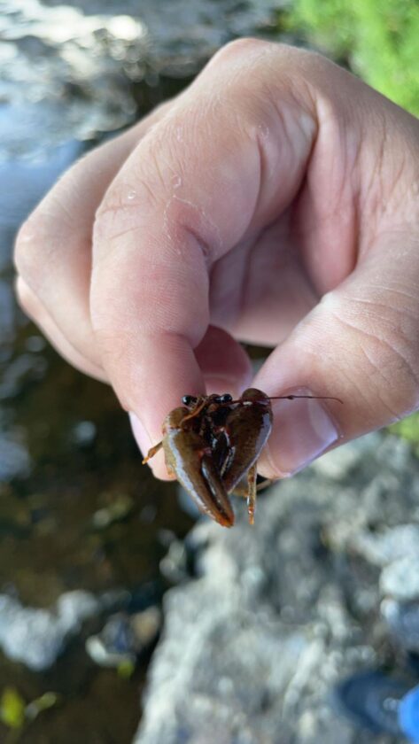 Crazy crayfish and the waning days of summer | News, Sports, Jobs ...